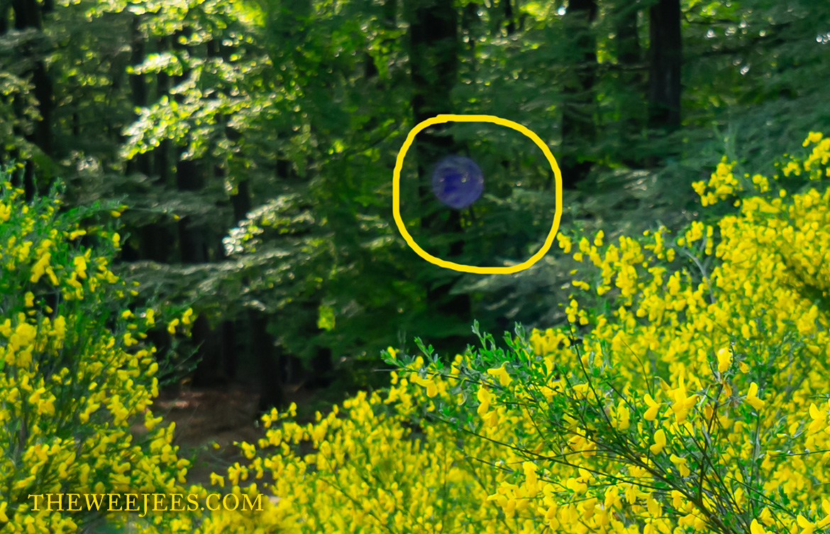 Photographic Evidence of the Paranormal in the Haunted Forest ...